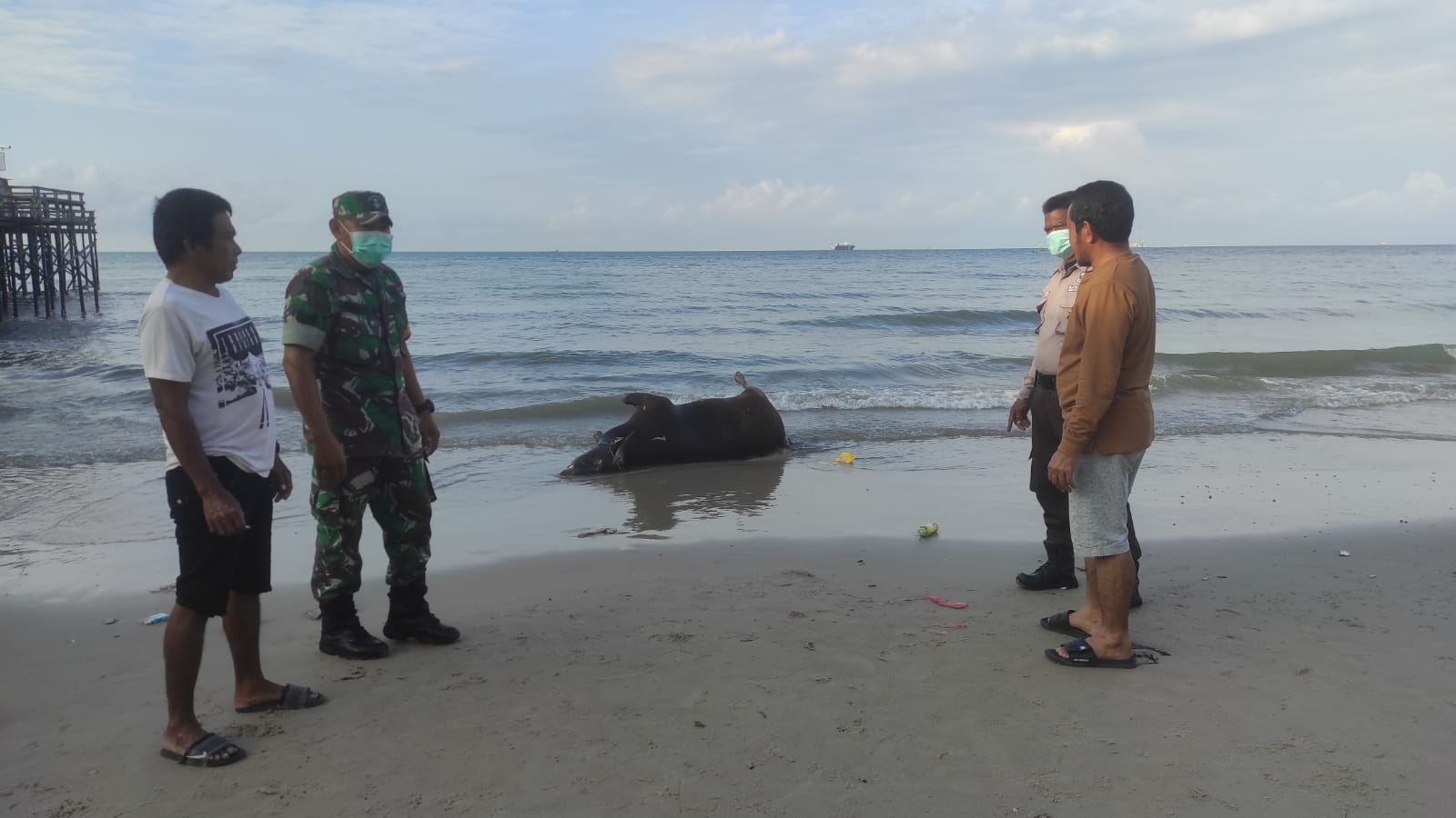 Warga Temukan Bangkai Sapi di Pantai