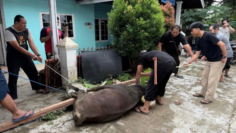 PWI Kukar Sembelih dan Sebar Daging Sapi Kurban Bantuan Pemkab